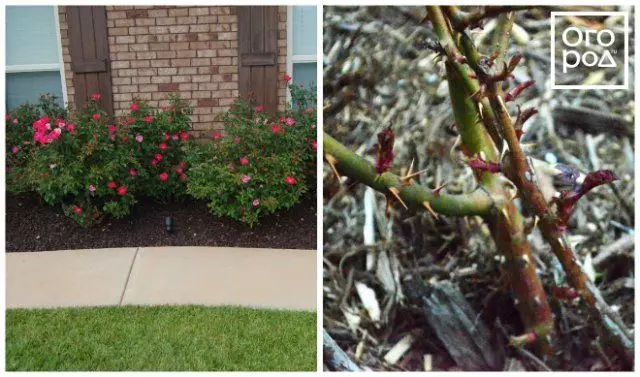 Mulching roses