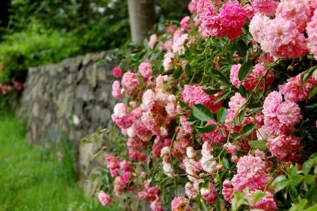 Awọn Roses Bush