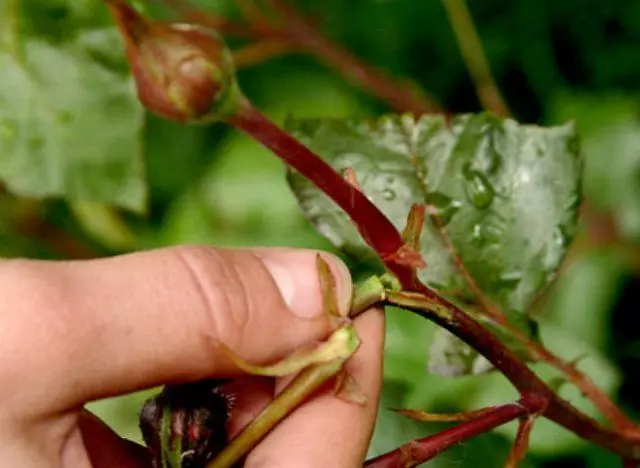 Rosas no outono: cuidado e preparação para abrigo de inverno