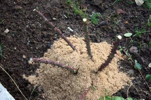 Mulching roses yechando