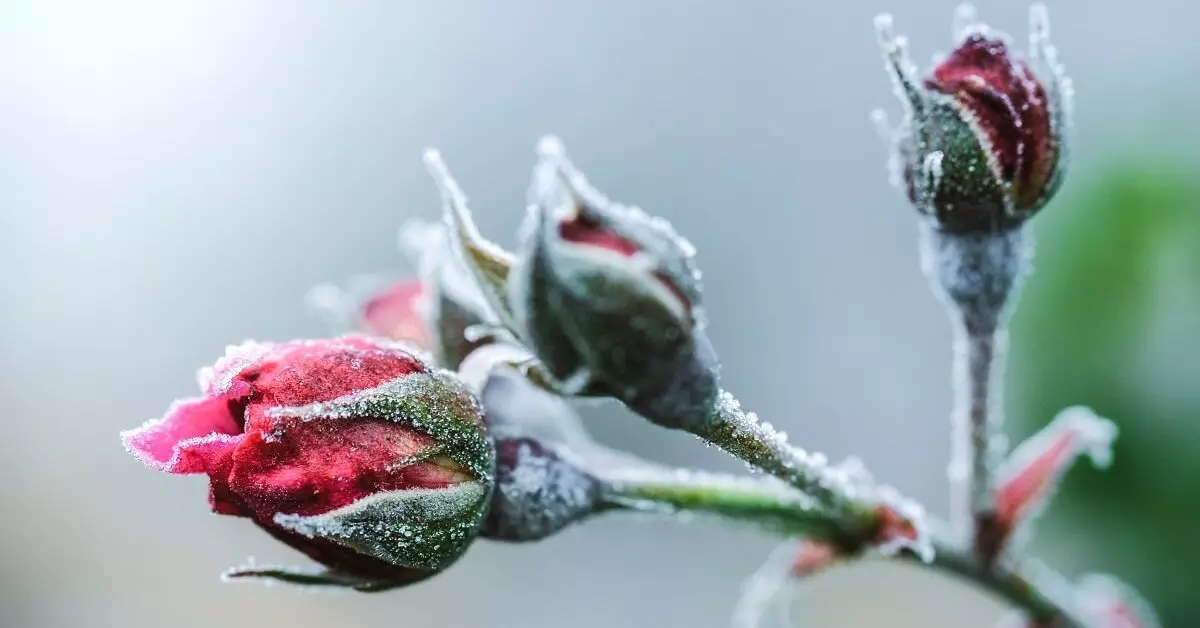 Como ajudar as rosas a sobrecarregar - dicas sobre o abrigo e armazenamento de arbustos