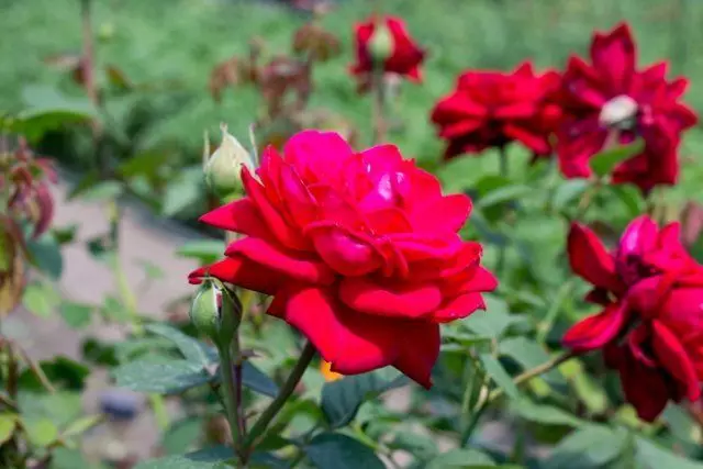 Rozen in de tuin