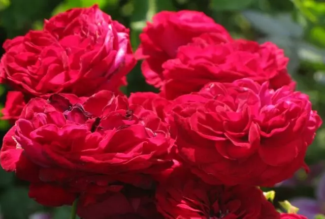 floribund rosa rosa rotkappen