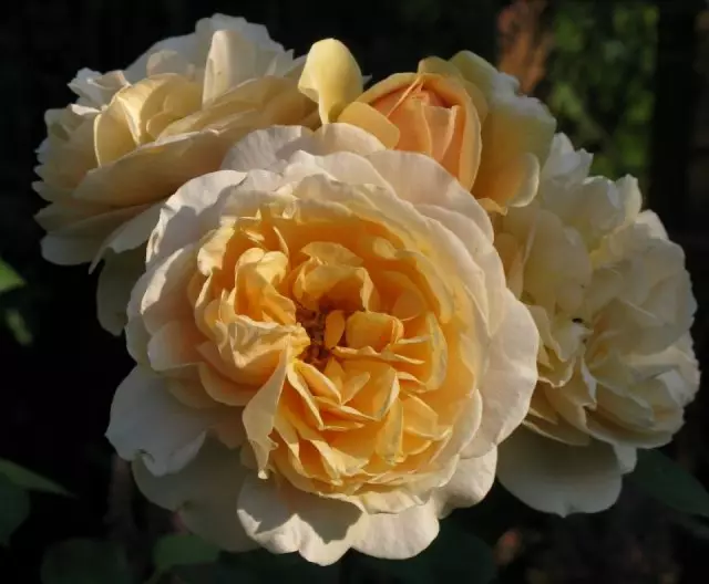 Floribund rose sød honning