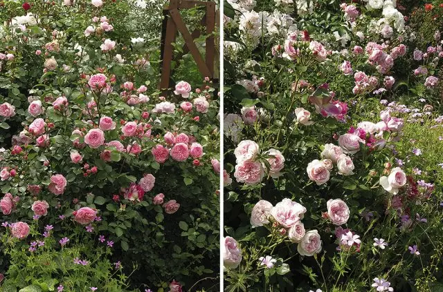 Floribund Rosa Mariatheresia