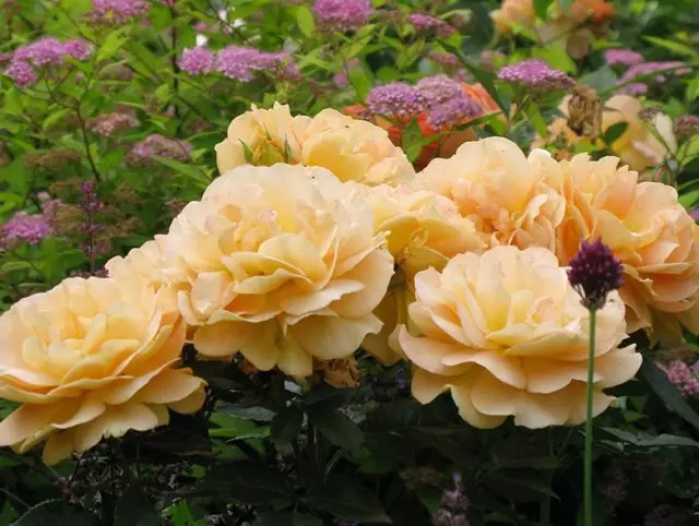 Floribund Rose Goldelse.