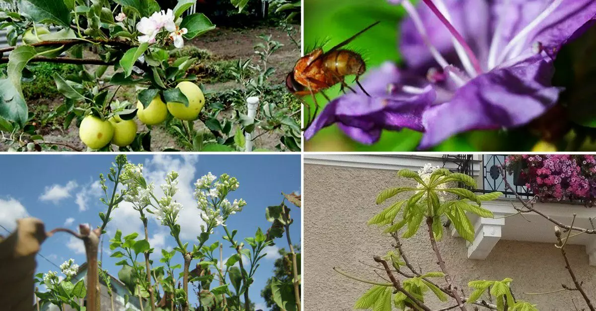 Hvorfor træer blomstrer om efteråret