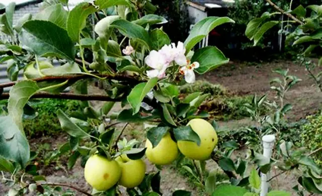 सफरचंद वृक्ष blooming