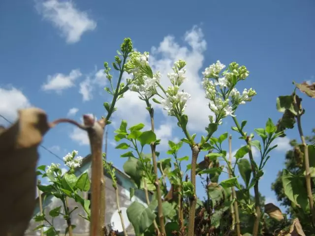 Hoa Lilac vào mùa thu