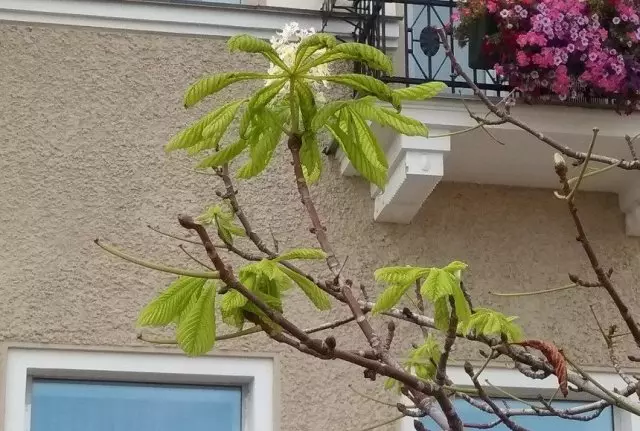 Blooming chestnut