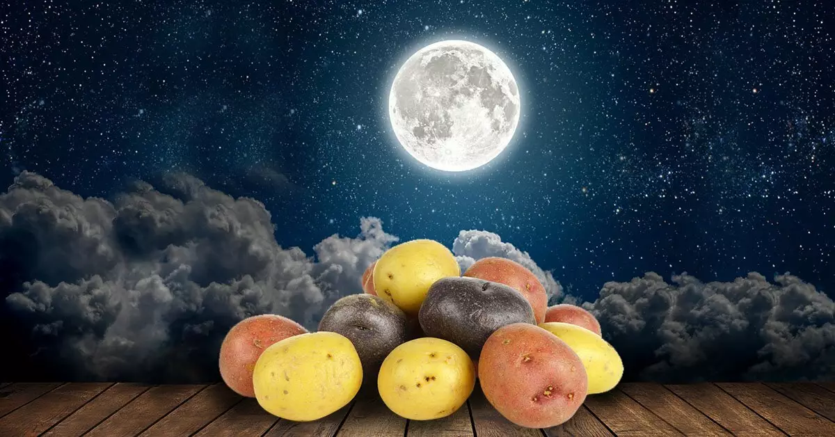 Tumbuh kentang pada kalender lunar pada tahun 2021