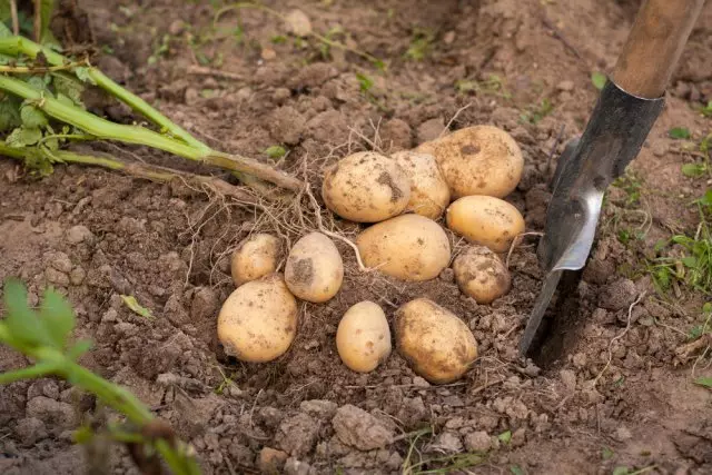 Lors de la creuser des pommes de terre en 2021