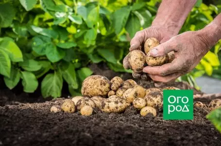 Batatas crescentes no calendário lunar em 2021 810_6