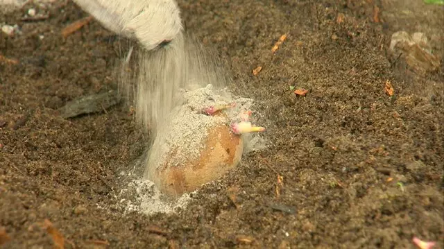 Quand nourrir des pommes de terre en 2021