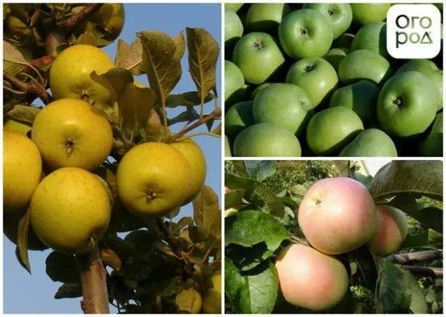 Apples Renet Simirenko, Renet Golden Kursk, Renet Pineapple