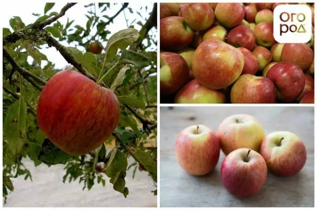 Apples Jonathan, Winter Red, Great Winter, Olema