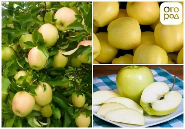 Apples Golden Delumus