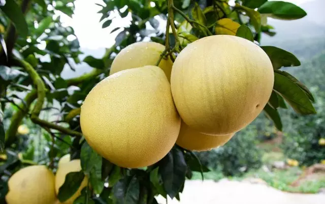 Wéi kache Käfer Kallef a wat nëtzlech ass eng Delikatesse