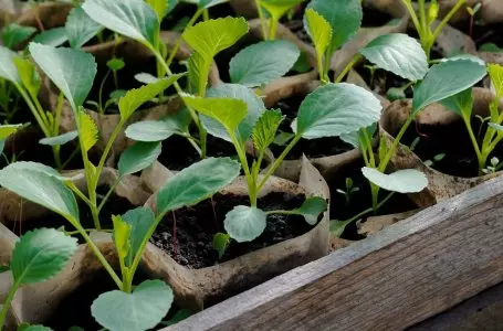 Loj Hlob Cabbage Seedlings Nyob rau xyoo 2019: Lunar daim ntawv qhia txog kev ua haujlwm 8121_3