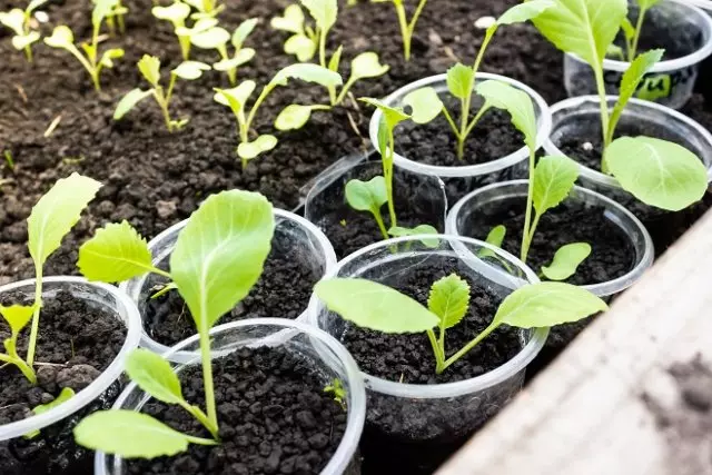 月历幼苗卷心菜2019年