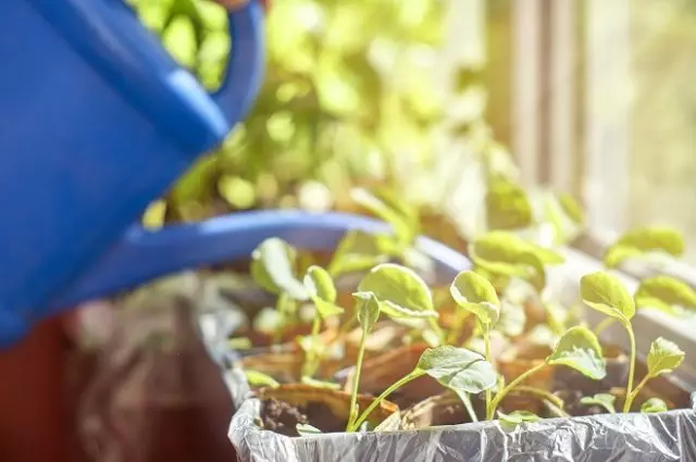 Lunar Meem Seedlings Cabbage 2019