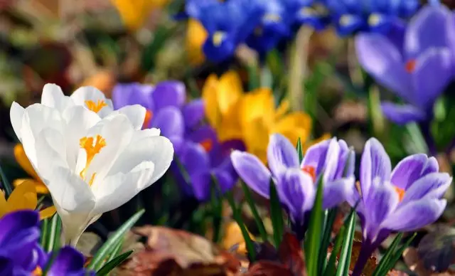 17 Spring greinar fyrir árangursríka byrjun dachnaya árstíð 2019