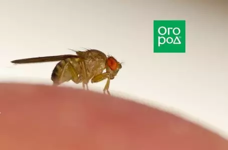 Fliegt in der Wohnung und im Land - abzulehnen oder zerstören 8127_12