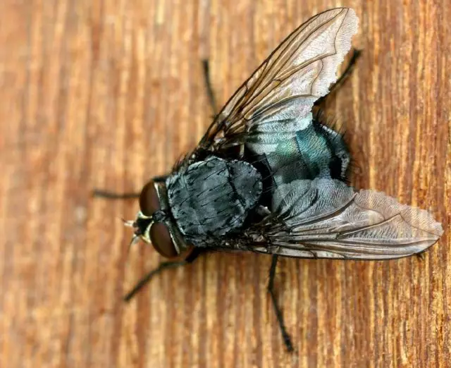 Fliegt in der Wohnung und im Land