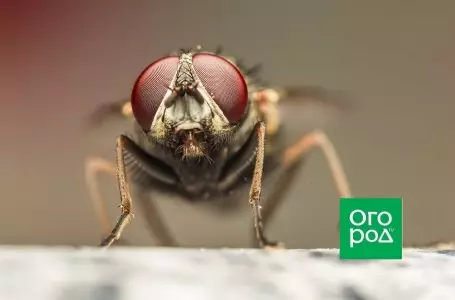 Fliegt in der Wohnung und im Land - abzulehnen oder zerstören 8127_17