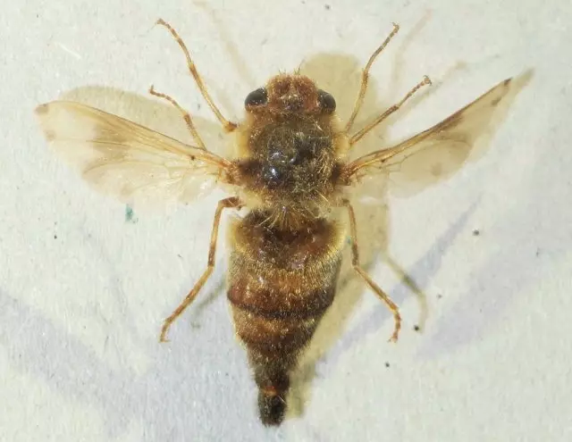 Fliegt in der Wohnung und im Land