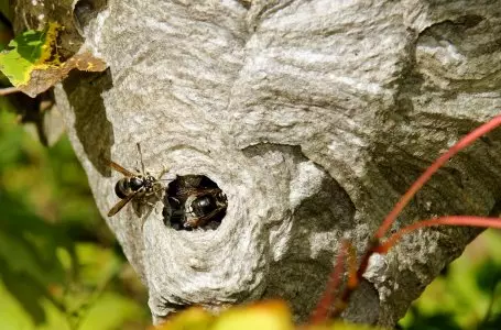 Fliegt in der Wohnung und im Land - abzulehnen oder zerstören 8127_20