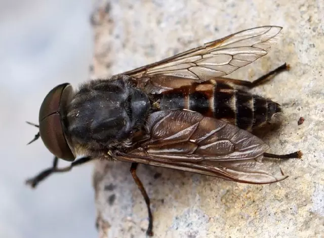 Fliegt in der Wohnung und im Land