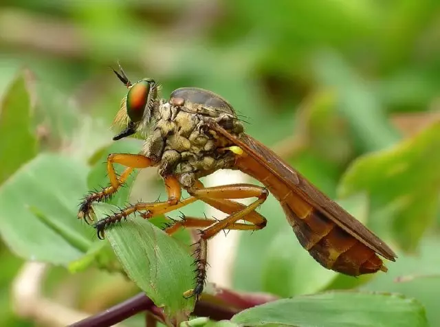 Fliegt in der Wohnung und im Land