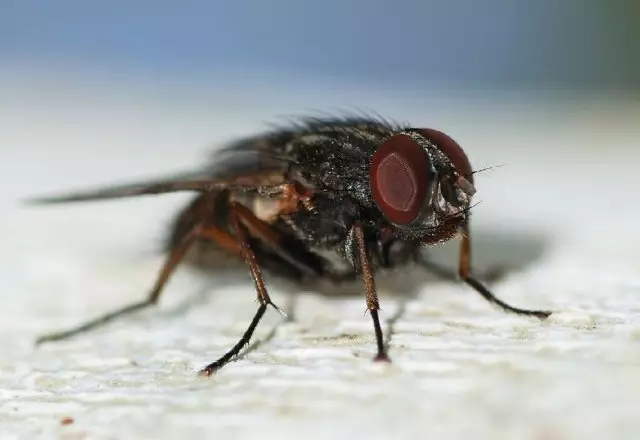 Fliegt in der Wohnung und im Land