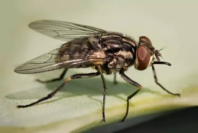 Fliegt in der Wohnung und im Land