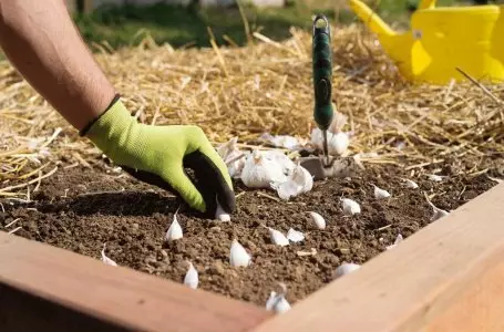 30 twarzy w ogrodzie, ogrodzie i kwiat łóżku w październiku 8128_21