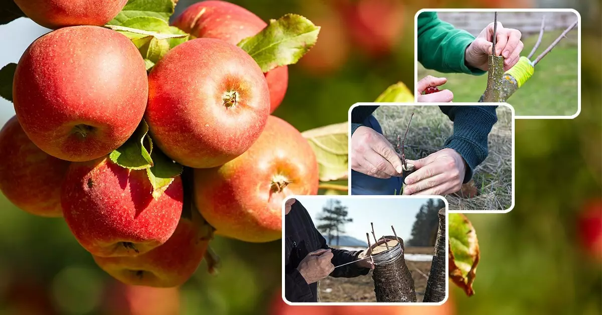 Vaksinasi tangkal buah dina spring: nembongkeun sagala rusiah