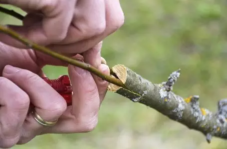 La vaccination des arbres fruitiers au printemps: révéler tous les secrets 8129_11