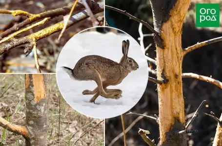 La vaccination des arbres fruitiers au printemps: révéler tous les secrets 8129_12