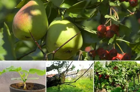 La vaccination des arbres fruitiers au printemps: révéler tous les secrets 8129_3