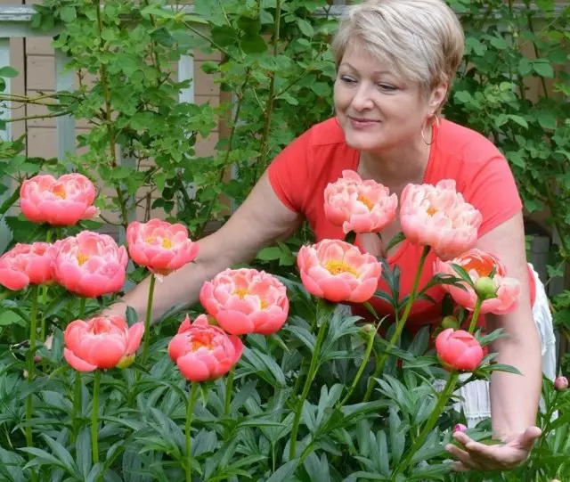 Geheimnisser vu wuessend Peonien Varietéit Beschreiwung Foto