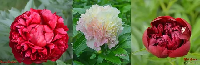 Rahasia Berkembang Peony Vario Deskripsi Foto