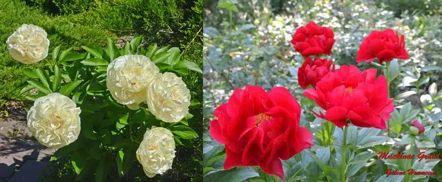 Asirin girma peonies iri biyu bayanin hoto