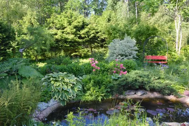 Geheimnisser vu wuessend Peonies Varietéit Beschreiwung Foto