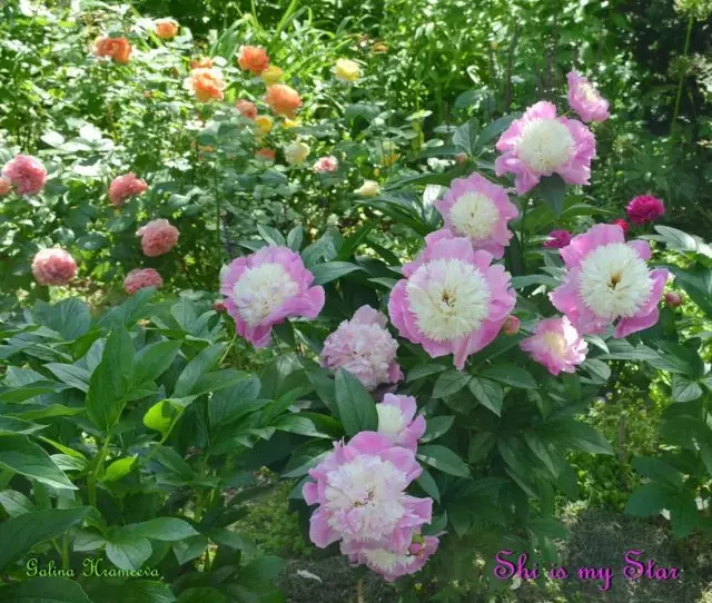 Rahasia Berkembang Peony Vario Deskripsi Foto