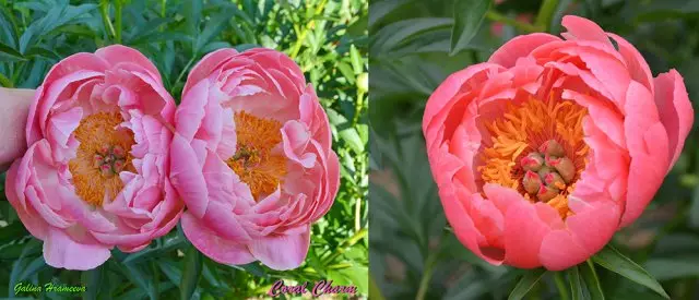 Geheimnisser vu wuessend Peonies Varietéit Beschreiwung Foto