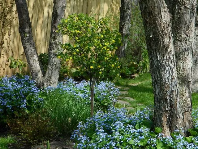 Garden Oksana Brochovetsky.