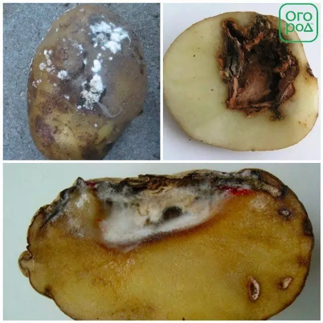 Fusarious çürük patates