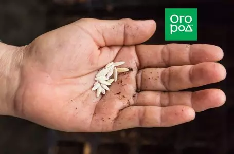 Awọn ofin ti sowing awọn irugbin ododo ti o gbajumo julọ 8141_20