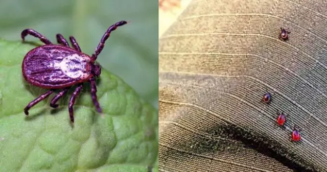 Seguro das picaduras de táboas